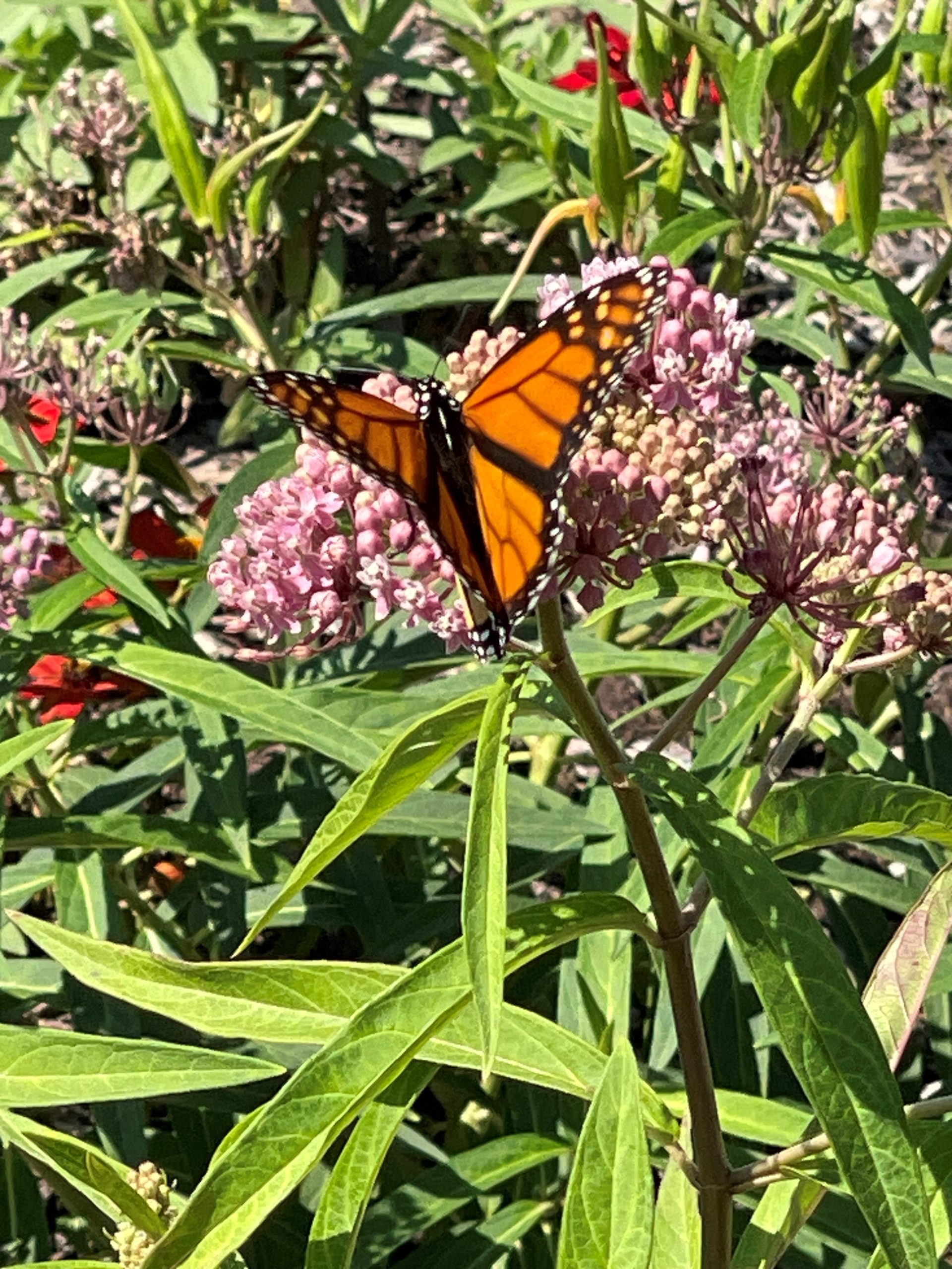 Pollinator Pockets & Programs Energized by OG&E – Scissortail Park